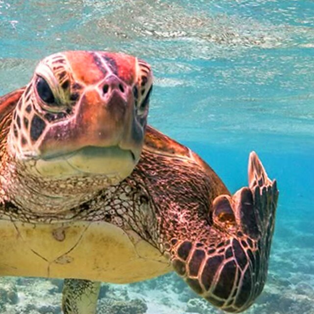 Men's Funny Middle Finger Sea Turtle Swim Trunks Swim Shorts Board ...